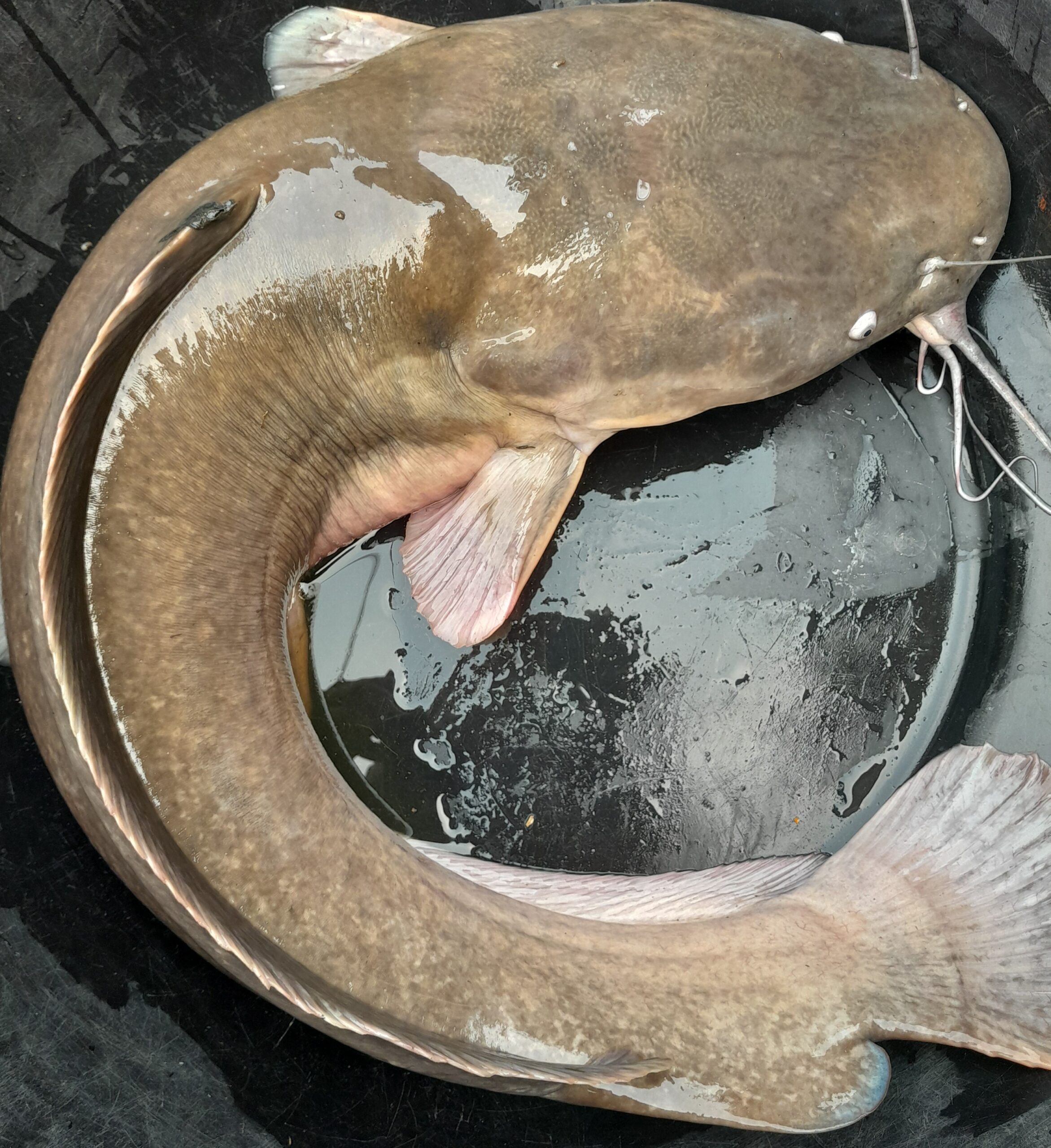 Farm-Raised Catfish – AJILA Value Adding Ventures Limited